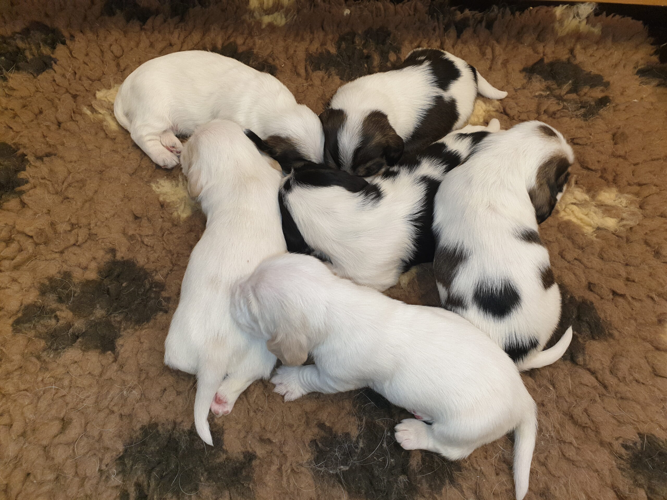 Valpar | Ismans Kennel